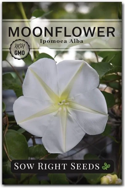 How to Plant and Care for Moonflowers | HGTV