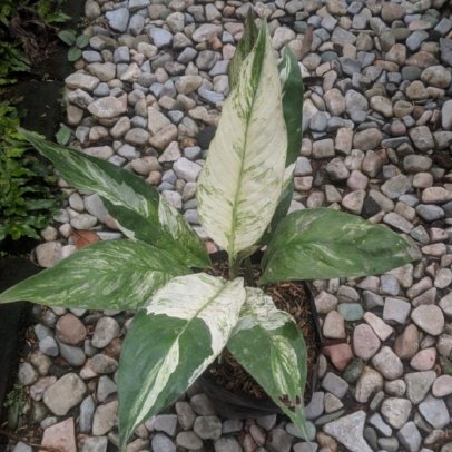 What are Variegated Plants? | All About Variegated Plants | HGTV