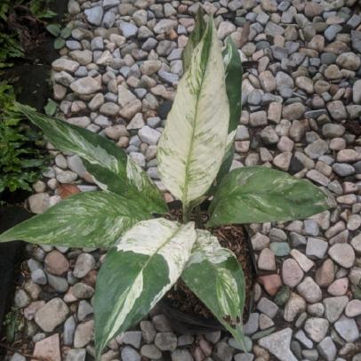 What are Variegated Plants? | All About Variegated Plants | HGTV