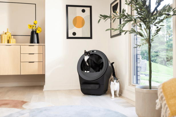 Litter Robot Review 2026 | Why I Love the Automated Litter Box by ...