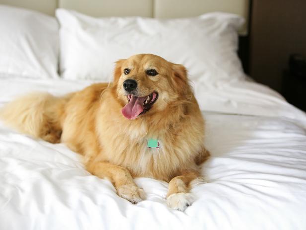 3 Simple Ways to Keep Pets Off of Furniture | HGTV
