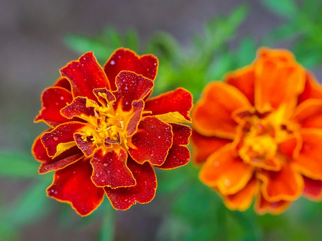 Do deer eat marigold store