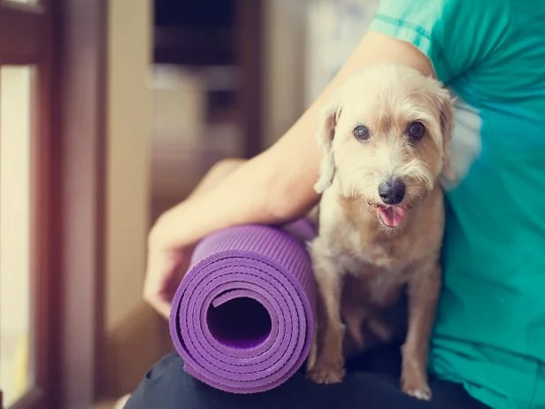 10 Fun Ways to Work Out With Your Dog | HGTV