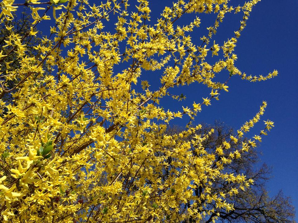 Plants For Spring Color | HGTV