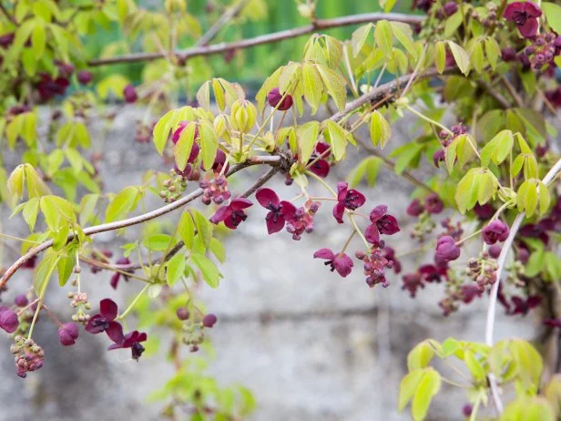 Missouri Year Round Flowering Vine
