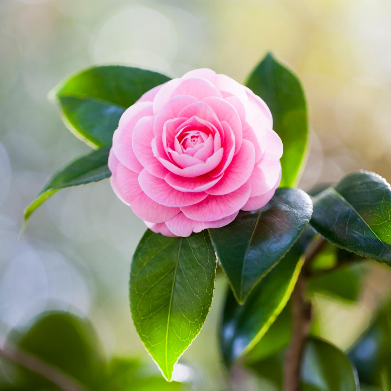 Pink Camellia Flower