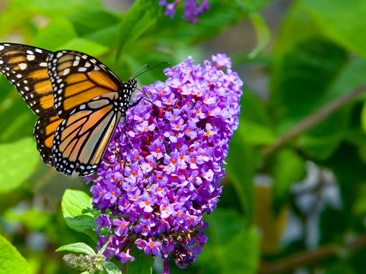 Perennial Plants That Attract Butterflies