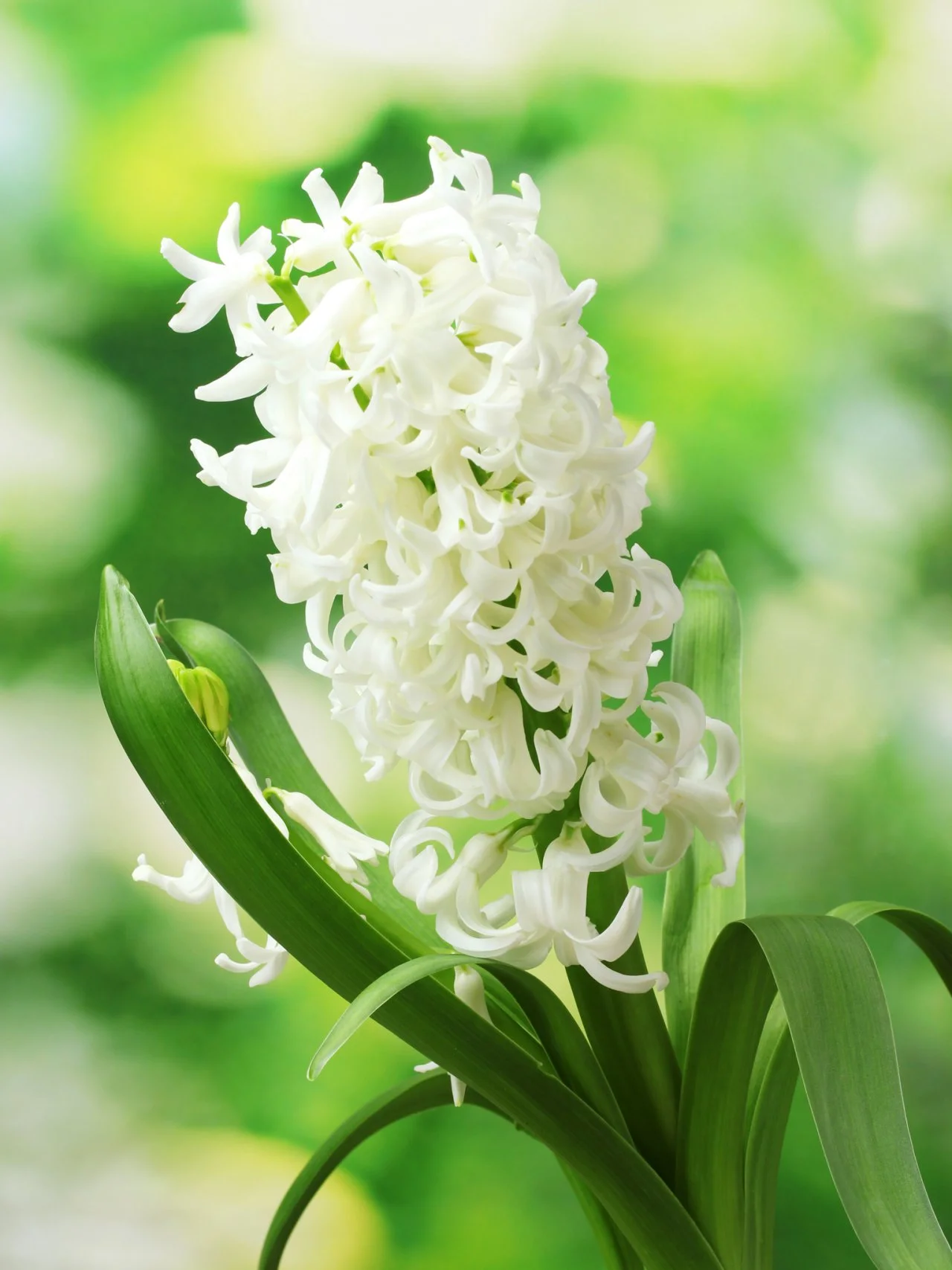 White flower plant store