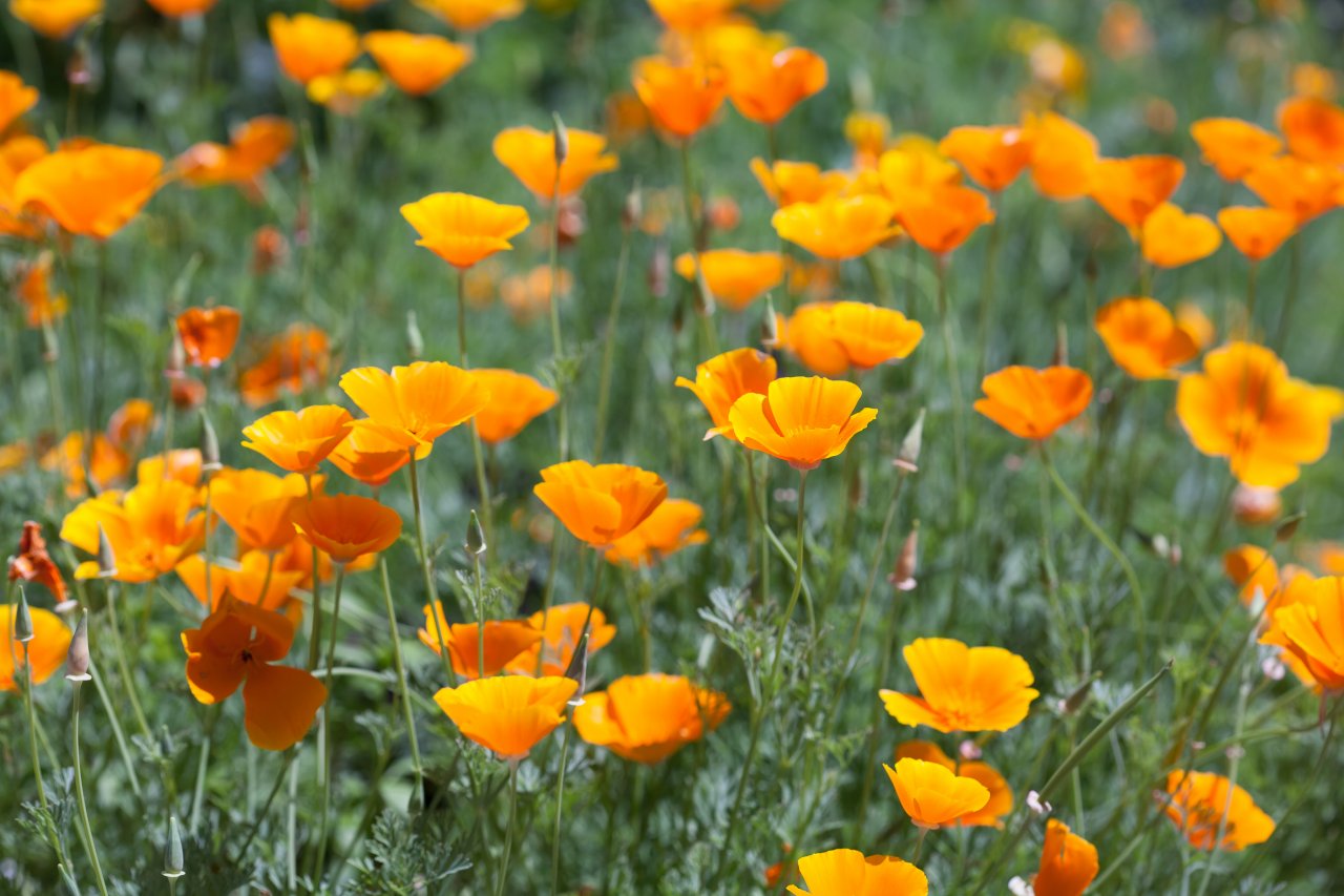 How to Plant, Grow and Care for Poppy Flowers | HGTV