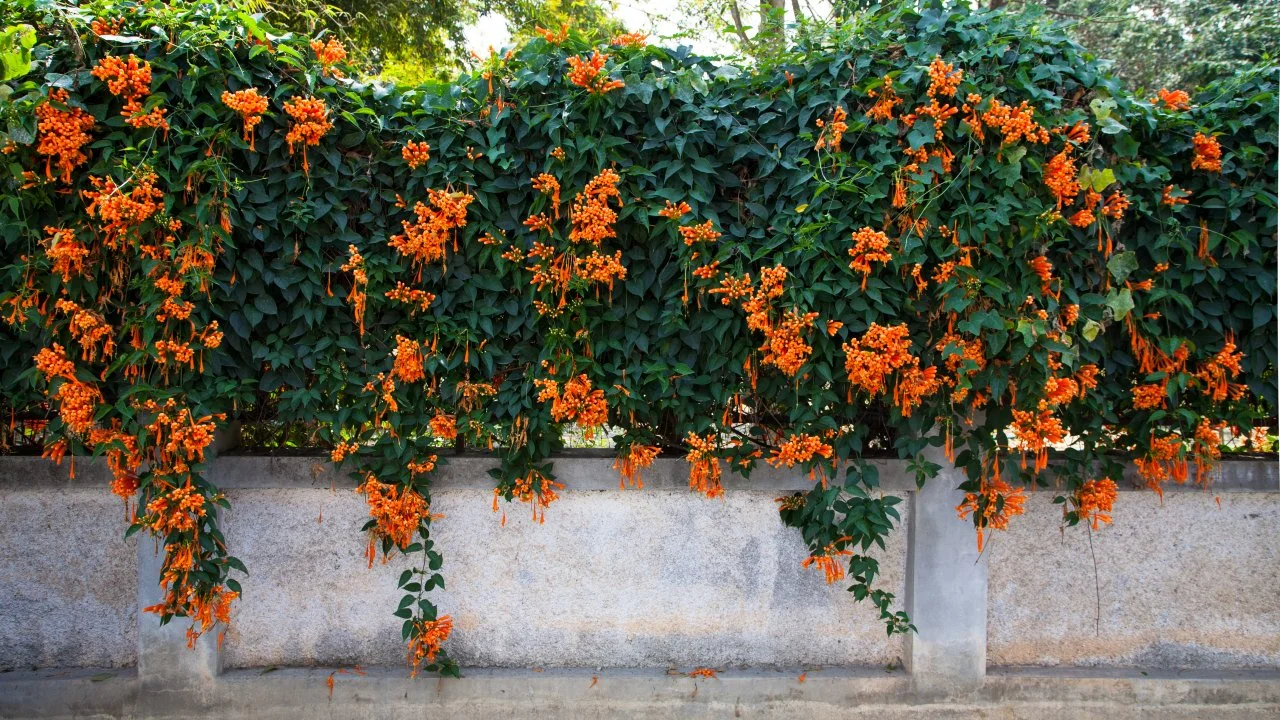 Trumpet Vine Root