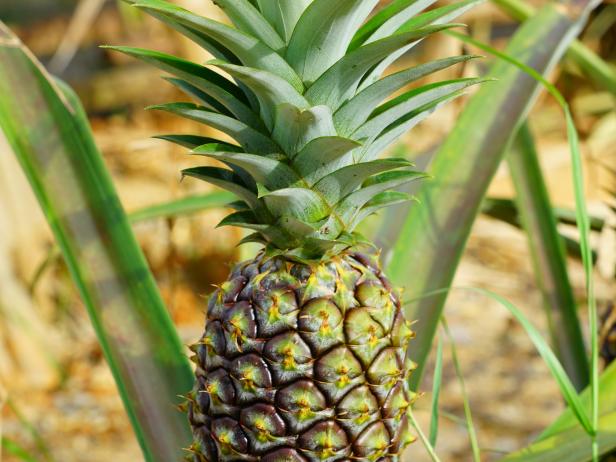 Growing Pineapple Plants | How To Grow Pineapples | HGTV