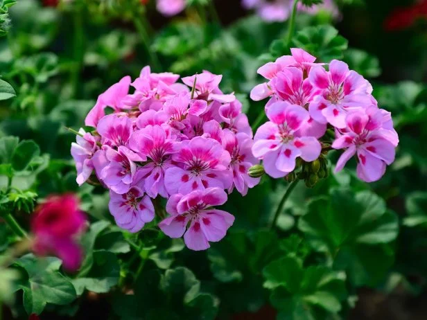 13 Rabbit-Resistant Annuals | HGTV