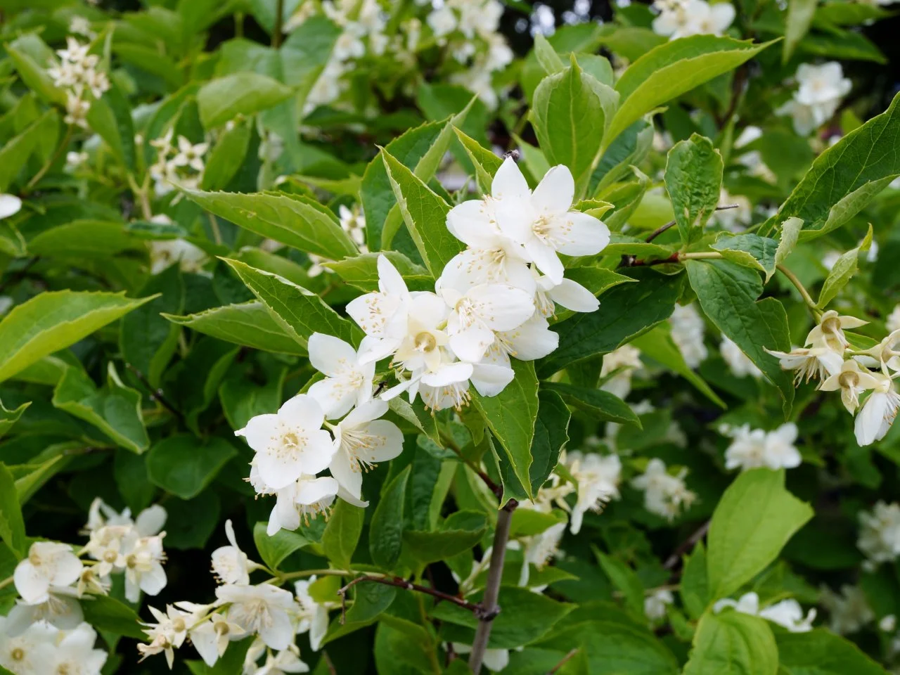 White fragrant flowers store