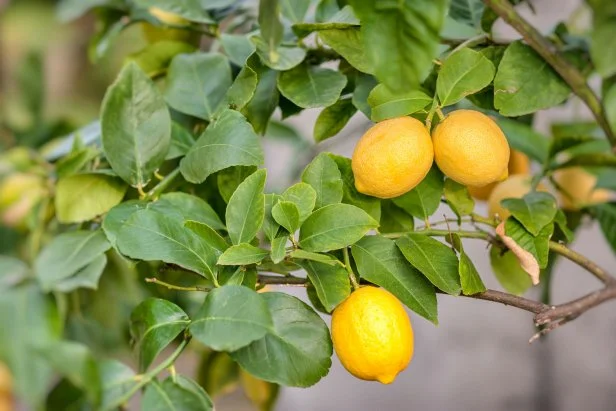 How to Grow the Best Fruit Trees for Your Garden | HGTV