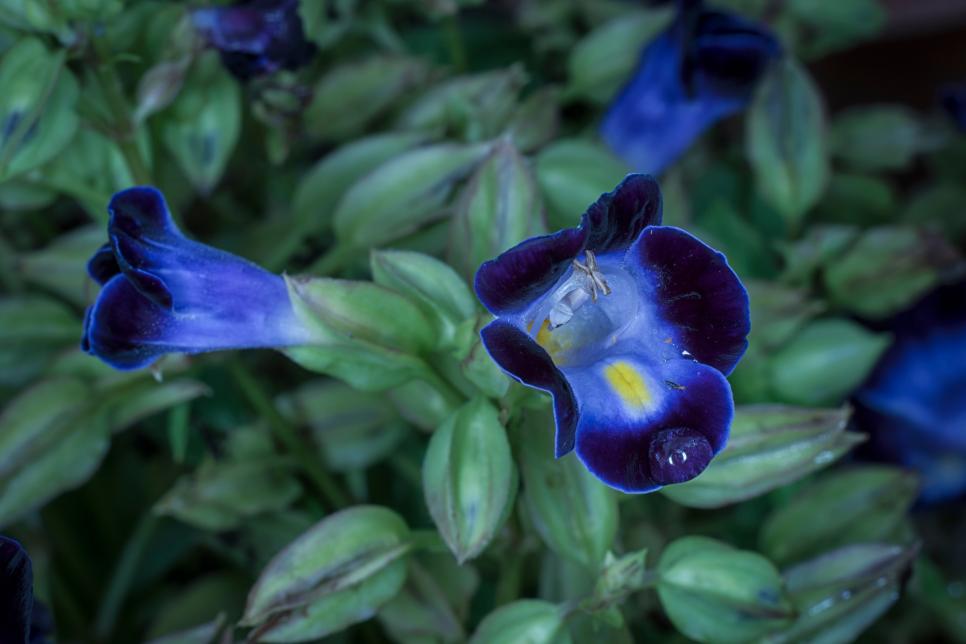 Bright, Beautiful Flowers for a Colorful Garden | HGTV