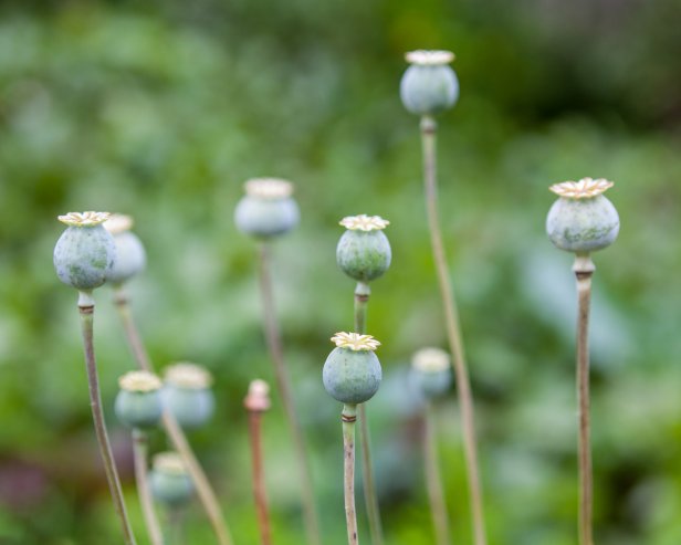 How to Plant, Grow and Care for Poppy Flowers | HGTV