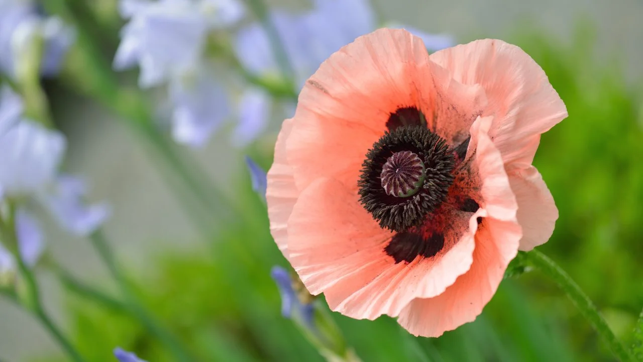 Poppy Flower Designs