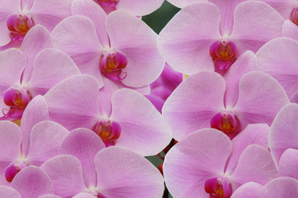 Colorful, Easy to Grow Moth Orchid Varieties | HGTV
