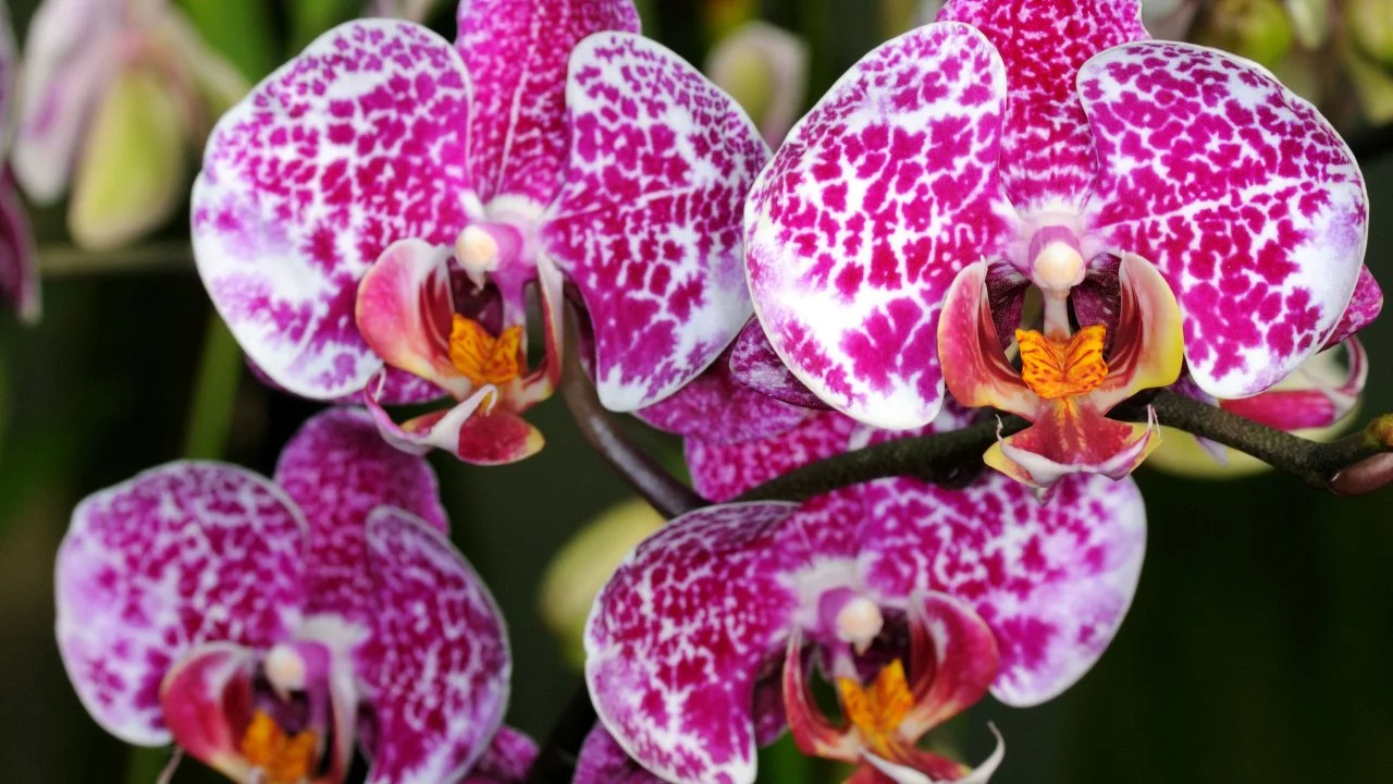 Colorful Easy to Grow Moth Orchid Varieties HGTV