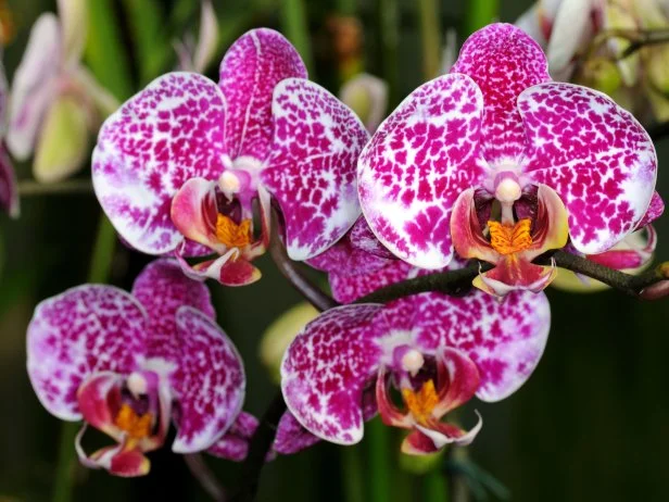 Colorful, Easy to Grow Moth Orchid Varieties | HGTV