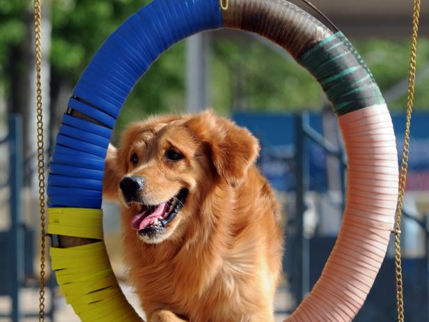 How to Throw a Gotcha Party for Your Dog | HGTV