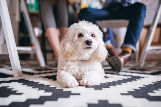 15 Best Small Dog Breeds for Apartments With Limited Space | HGTV