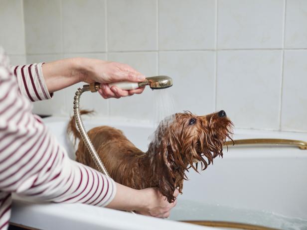 How to Get Rid of Fleas in the Home | HGTV