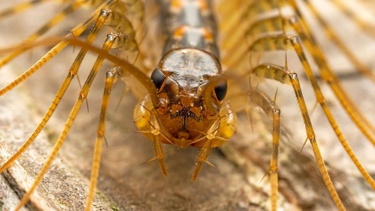 house centipede maximum size