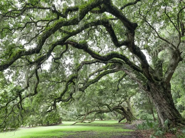 evergreen forest trees example