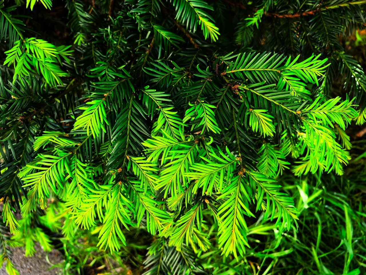 evergreen trees examples