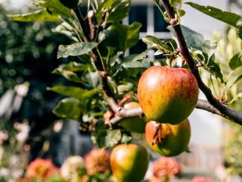 multipurpose trees examples