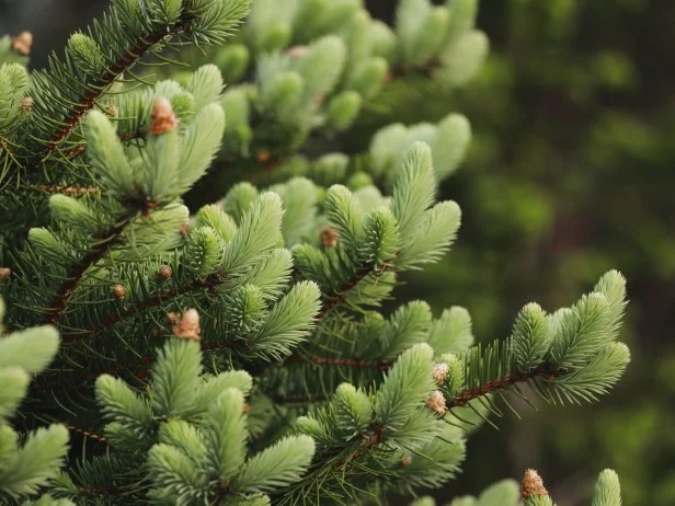 evergreen leaves examples