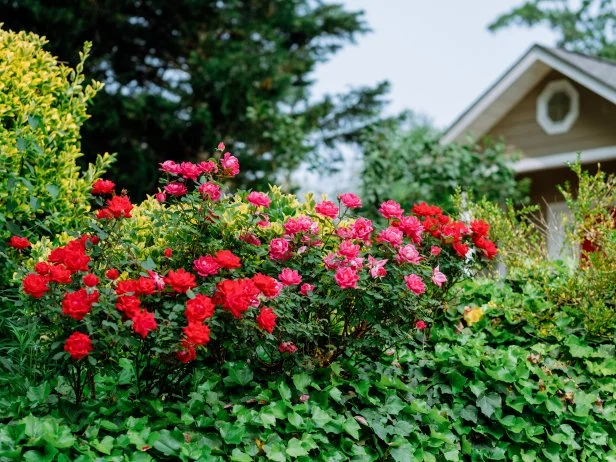 20 Flowering Shrubs That Burst Into Vibrant Red Blooms | HGTV