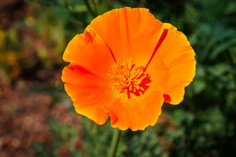 The 50 Official State Flowers In America | HGTV
