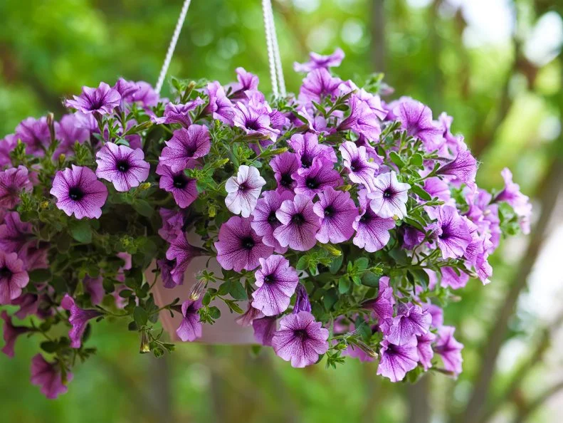 14 Best Cascading Flowers for Hanging Baskets, Window Boxes and ...