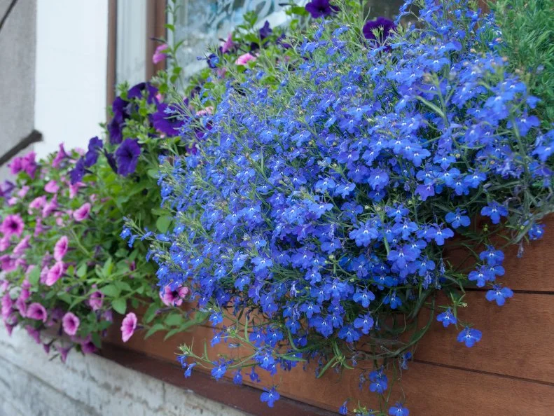14 Best Cascading Flowers for Hanging Baskets, Window Boxes and ...