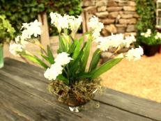 18 Lilac Varieties | HGTV