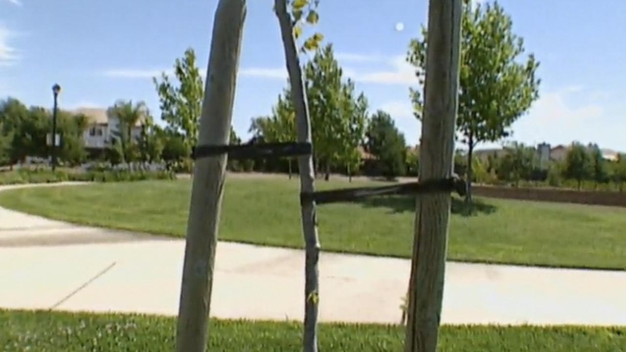 Staking Trees Video | HGTV