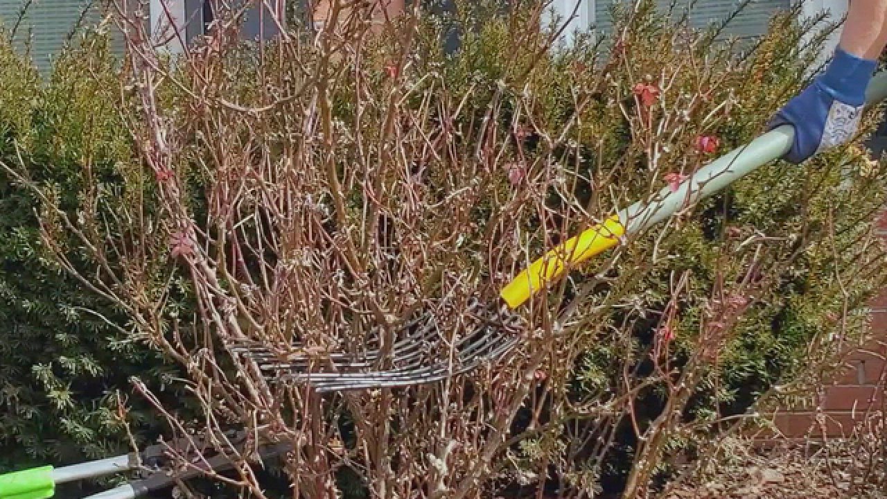 How to Prune Roses | HGTV